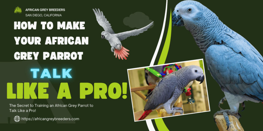 The Secret to Training an African Grey Parrot to Talk Like a Pro ...